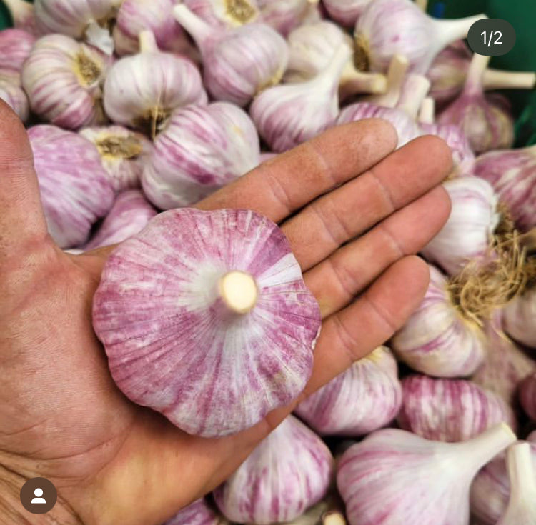 Culinary Garlic Now Available in Durango + Mancos! – Grasshopper Collective