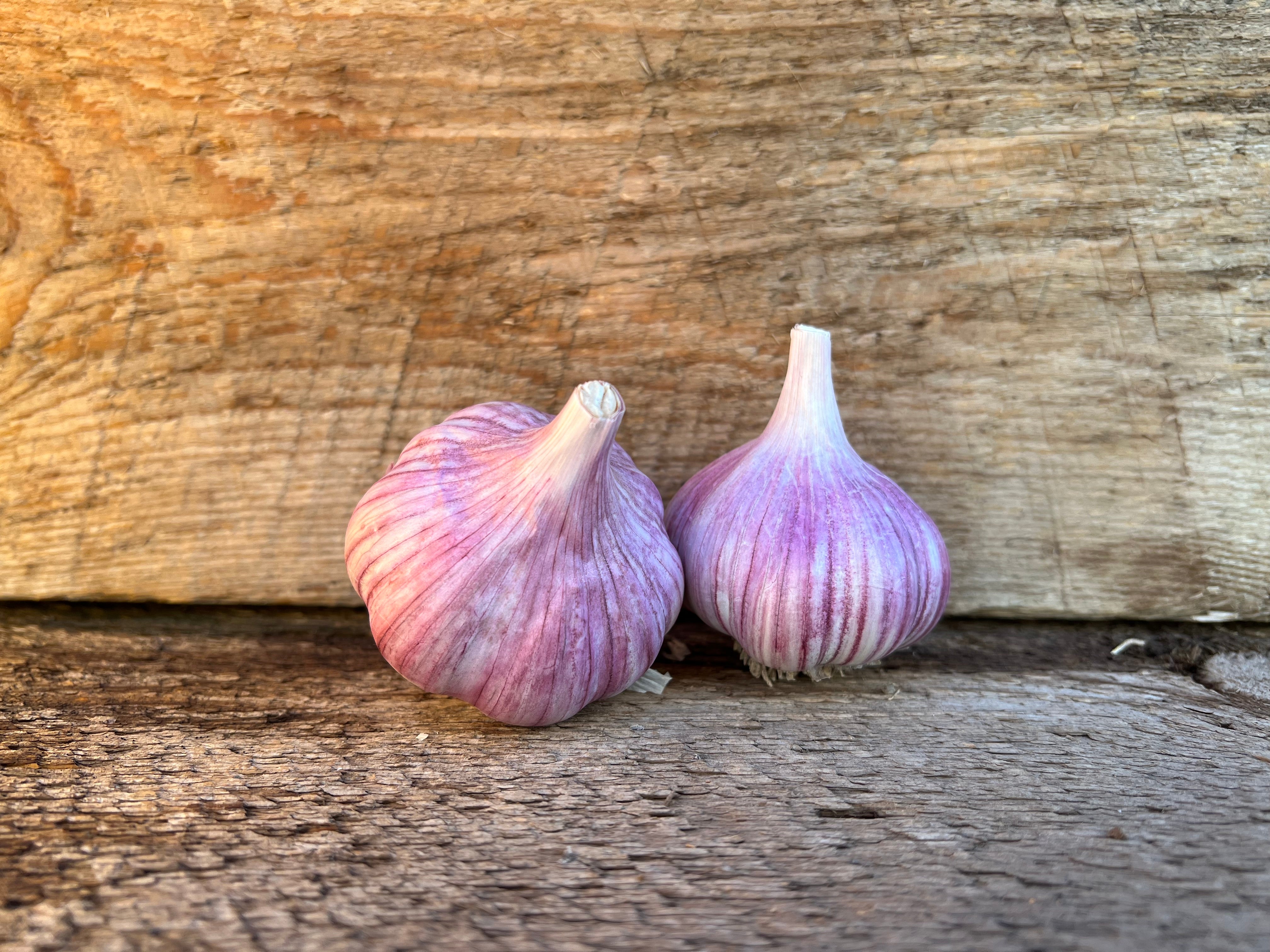 Garlic Sales Launch TODAY! – Grasshopper Collective
