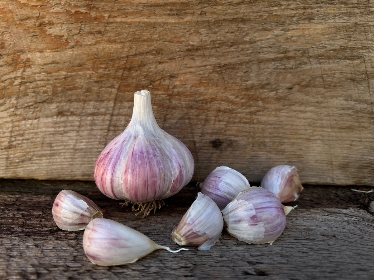 Georgian Crystal Seed Garlic - Hardneck – Grasshopper Collective