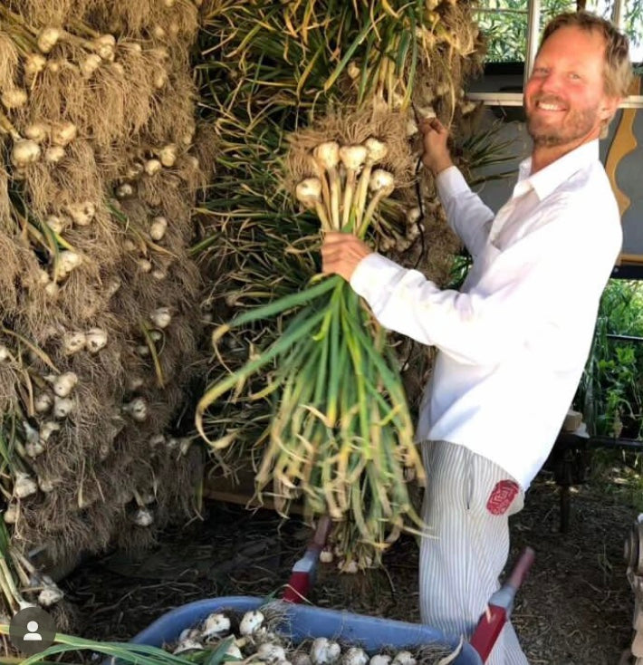 Hanging the Music Seed Garlic to Cure – Grasshopper Collective