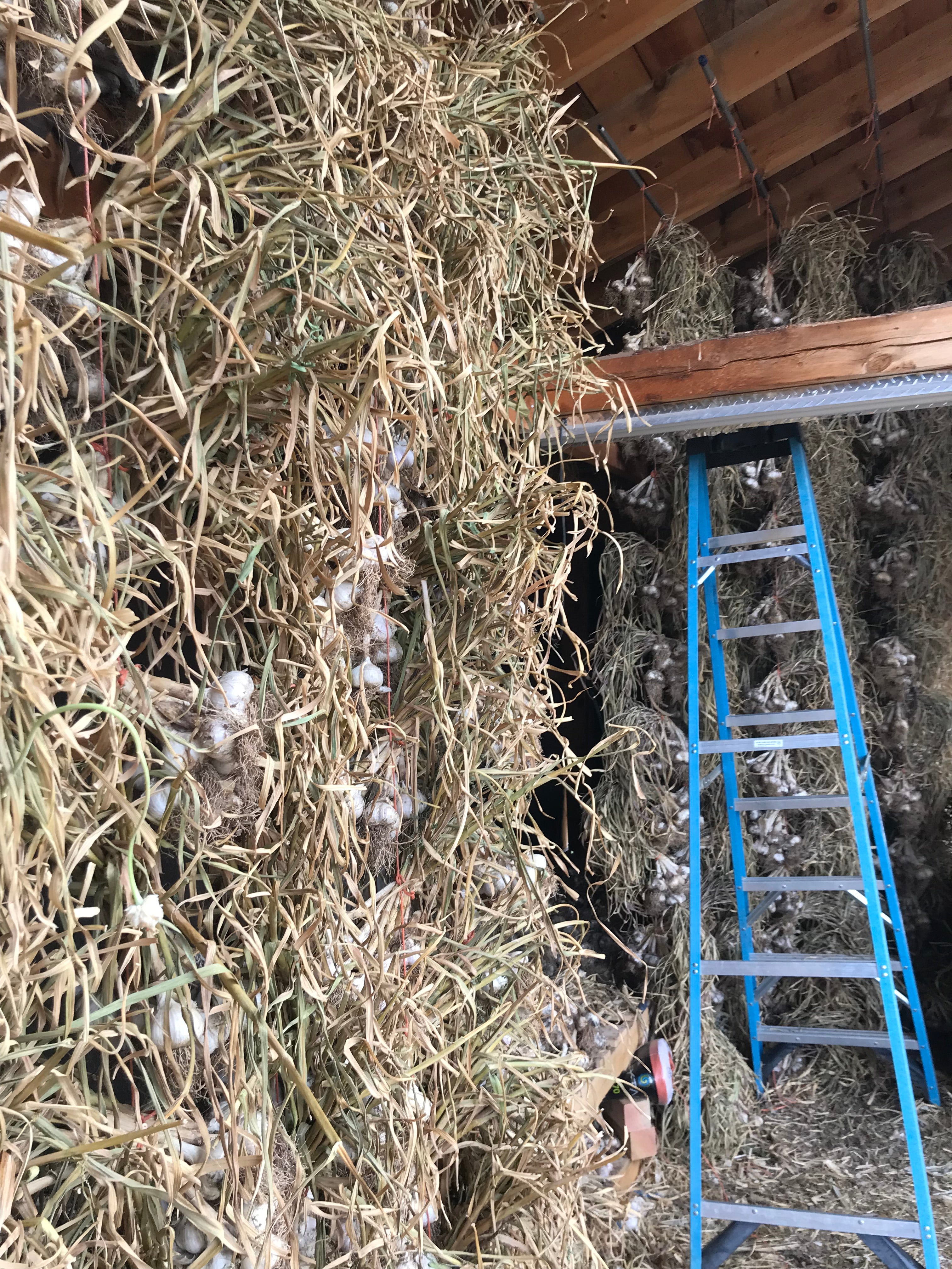 Walls of Seed Garlic – Grasshopper Collective