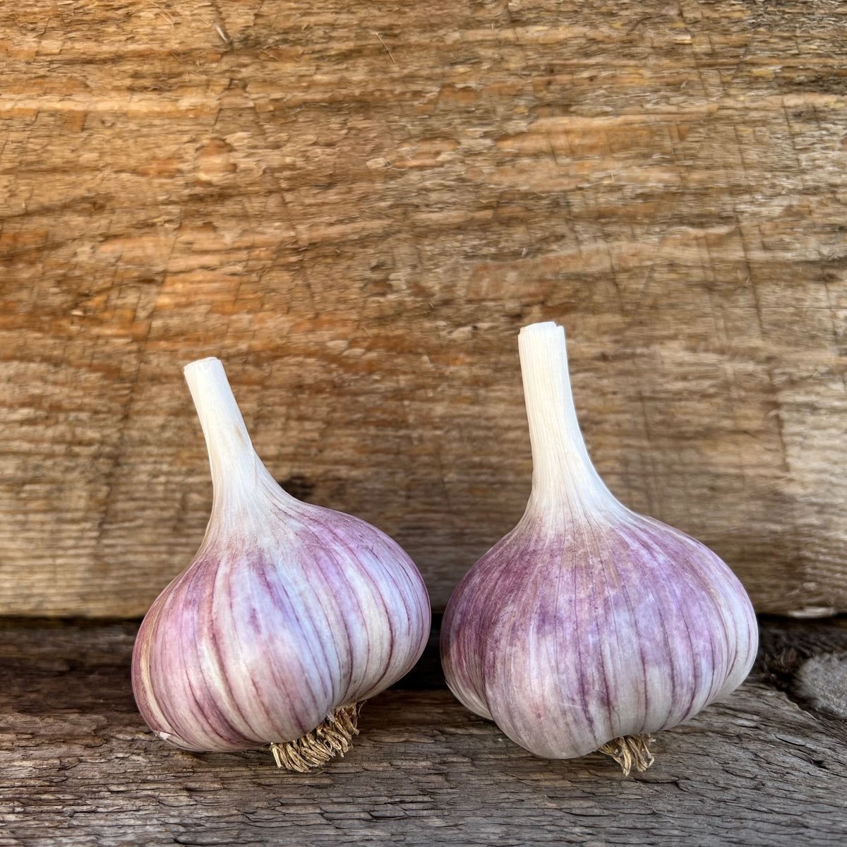 Duganski Seed Garlic – Grasshopper Collective