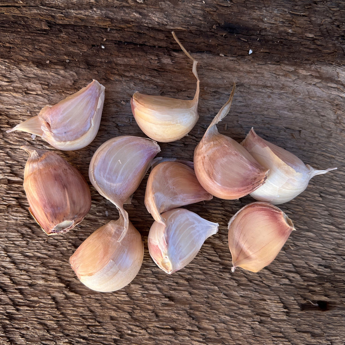 Lorz Italian Seed Garlic – Grasshopper Collective