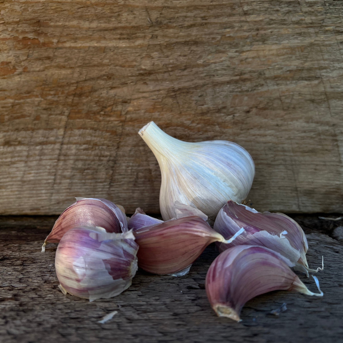 Montana Zemo Seed Garlic – Grasshopper Collective
